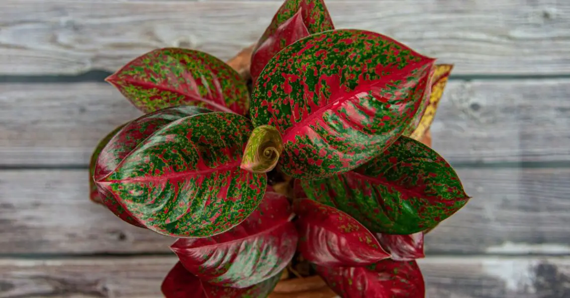 Aglaonema (Aglaonema spp.) | Raza Folklorica!