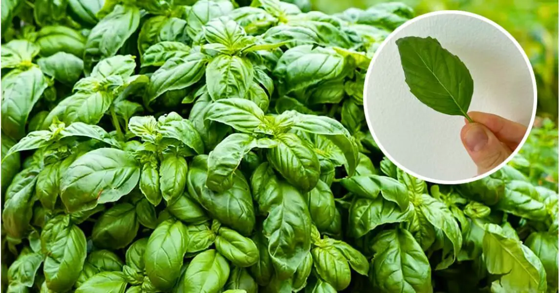 El método rápido para reproducir la albahaca y tener un suministro de ...