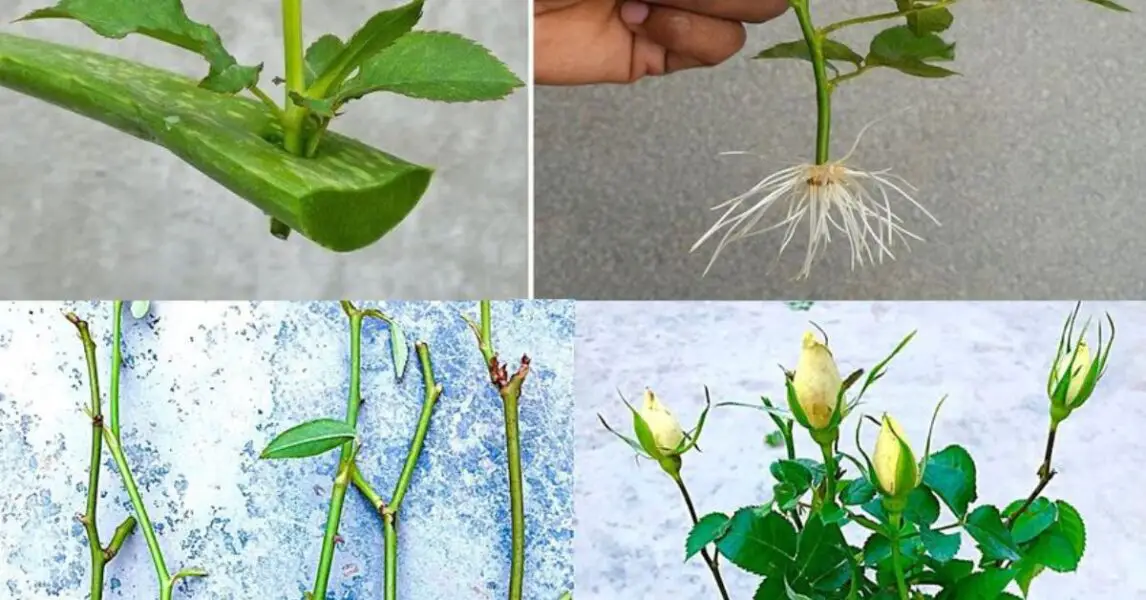 Insertar un tallo de rosa en una hoja de aloe vera: es el método ...