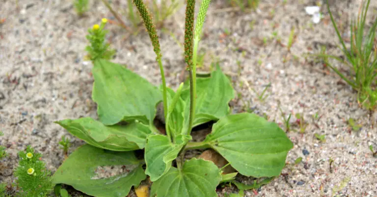 Plantago lanceolata: Beneficios para la salud y cómo aplicar esta ...