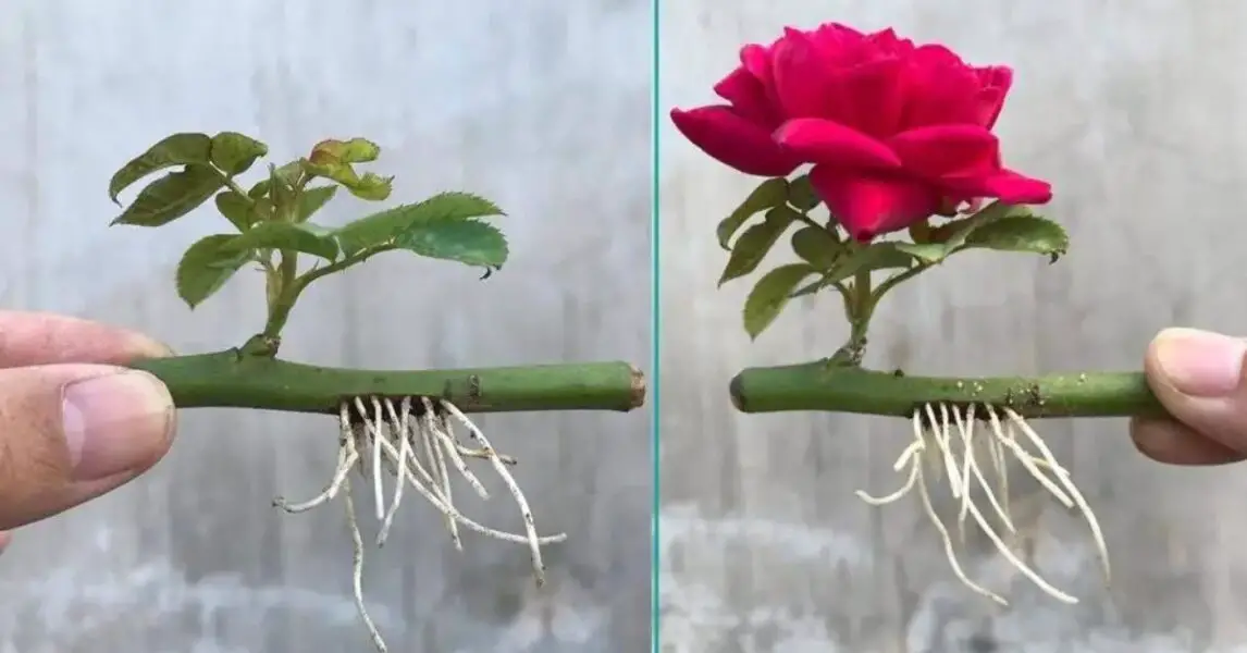 Cómo propagar rosas con un vaso de agua: florecerán en unos días | Raza ...