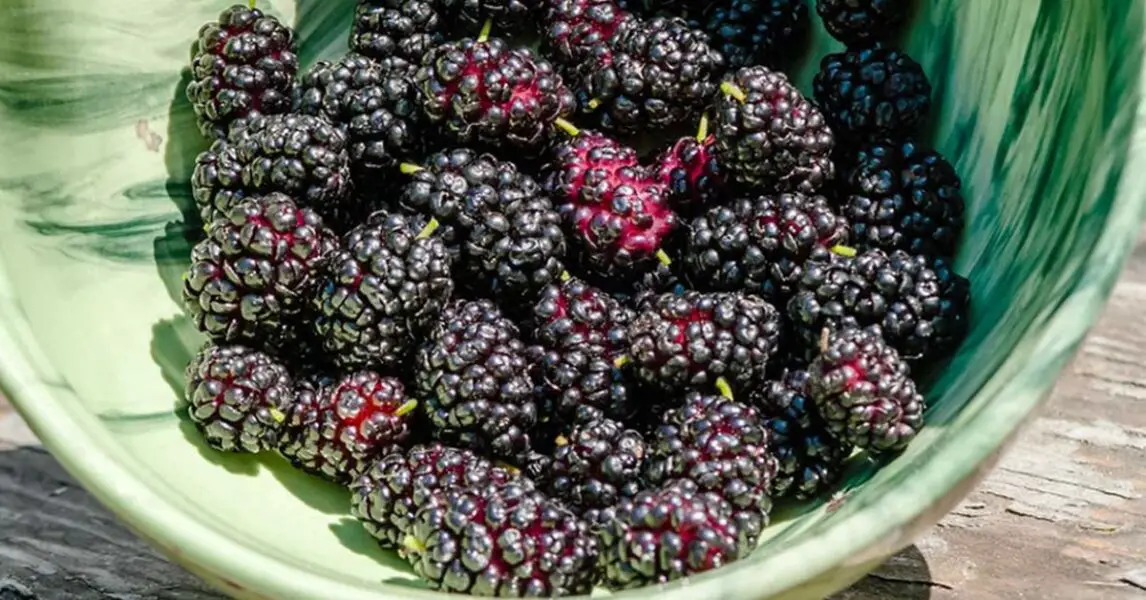 Los beneficios de la mora negra que no conocías | Raza Folklorica!