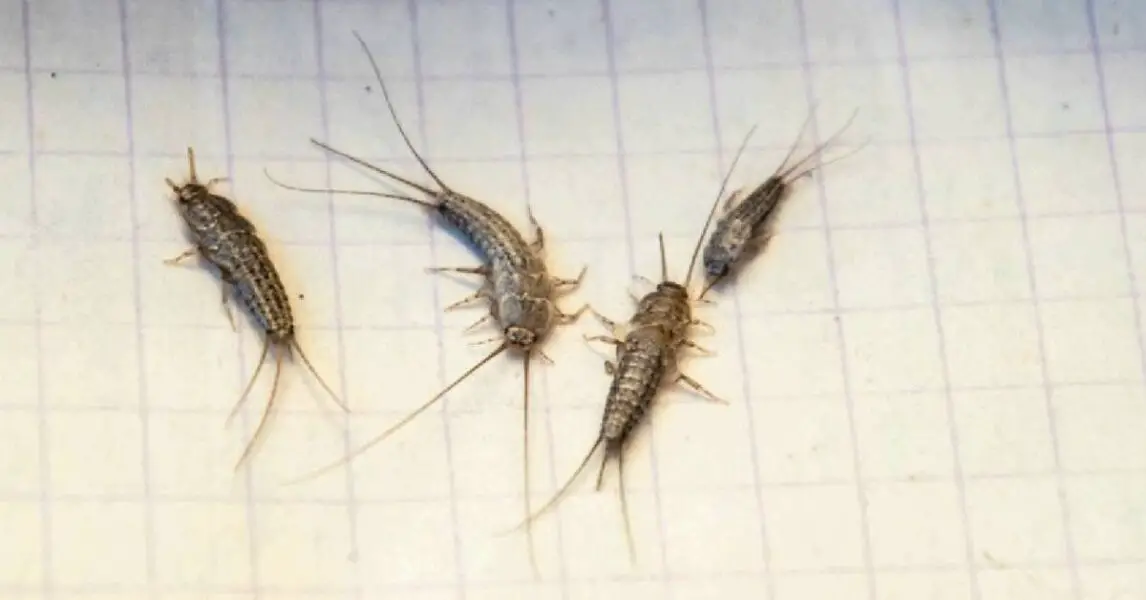 Pececillos de plata: Descubre por qué su presencia en casa puede ser ...