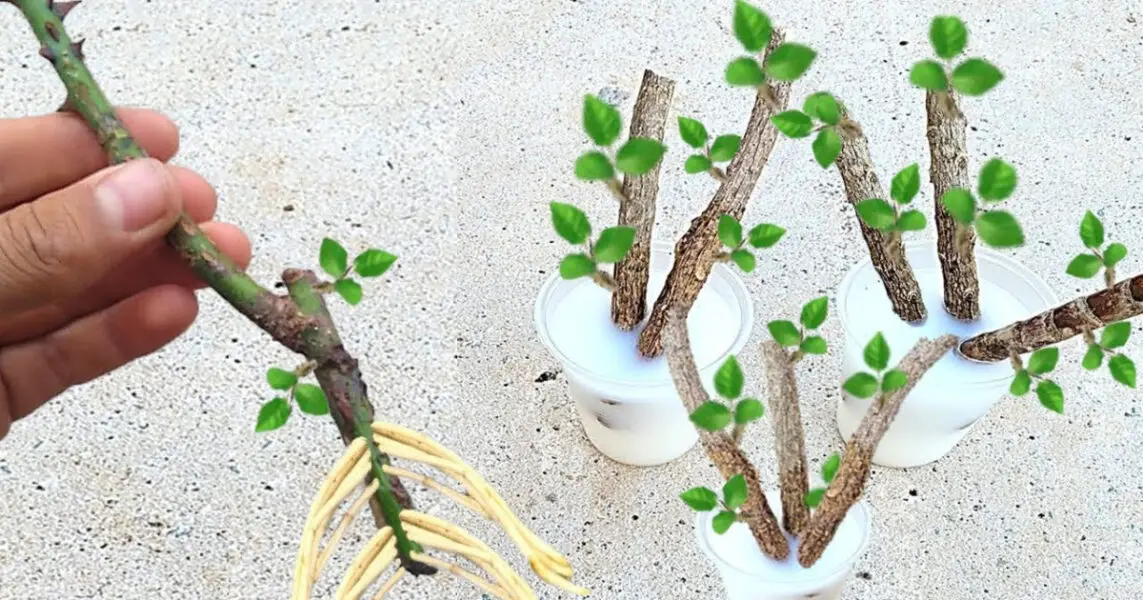La mejor técnica para enraizar cualquier rama