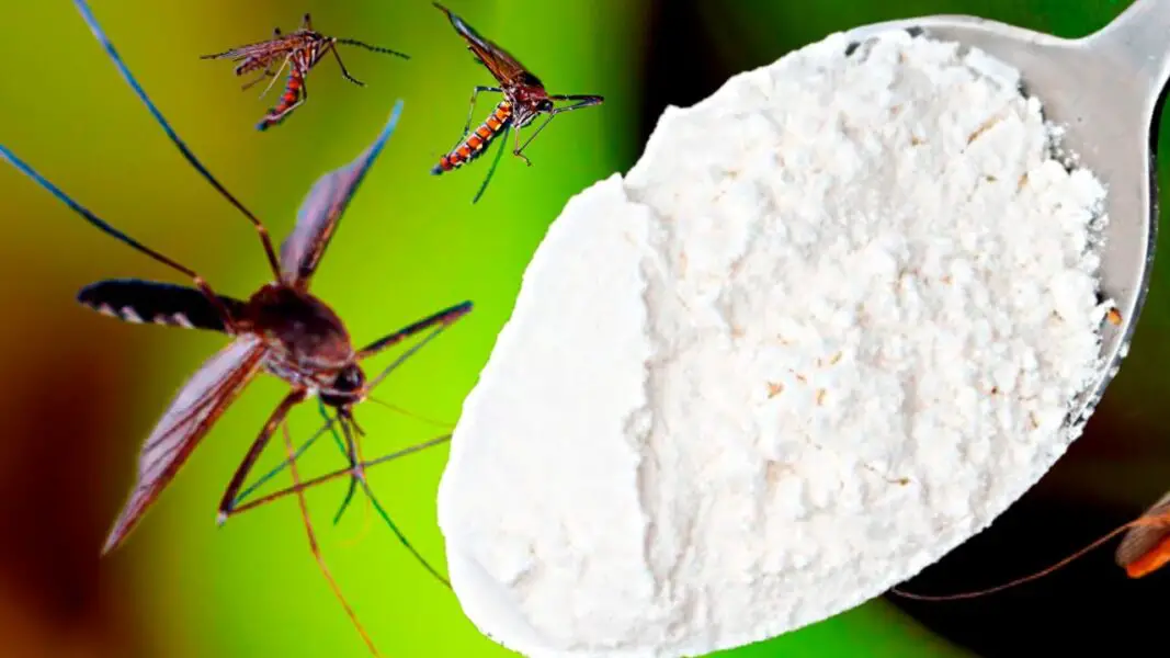 Receta orgánica para acabar con los mosquitos para siempre