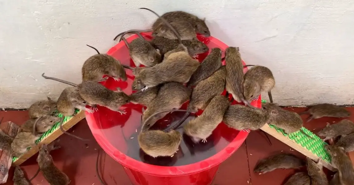 La mejor trampa para ratas que puedes hacer solo con un balde ¡Adiós ...