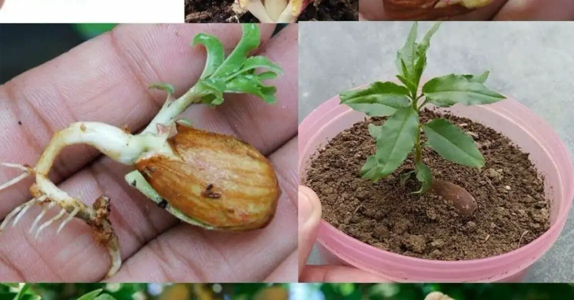 Como cultivar almendras en casa | Raza Folklorica!