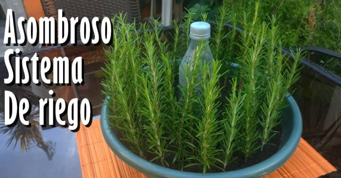 Asombroso sistema de riego por goteo utilizando una simple botella ¡así ...