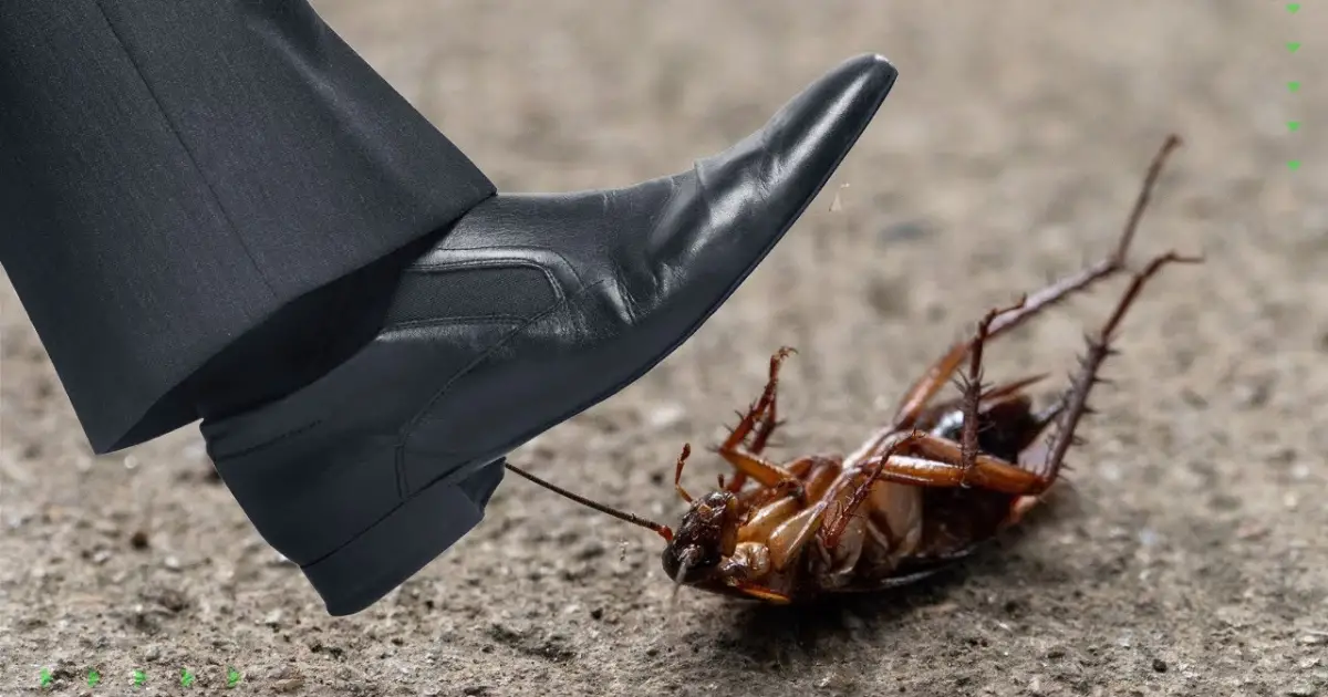 Don’t step on a cockroach without knowing this first - Delicious recipes