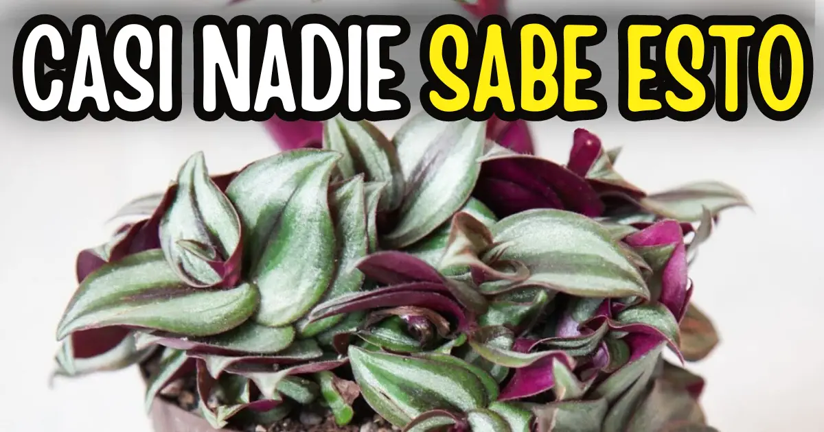 Si no tienes esta planta en tu casa te arrepentirás