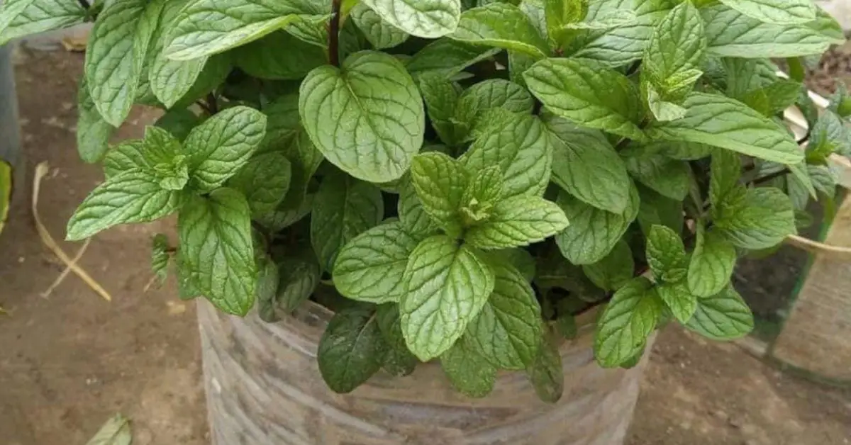 Cómo plantar menta en casa y mantenerla fresca y hermosa siempre ...