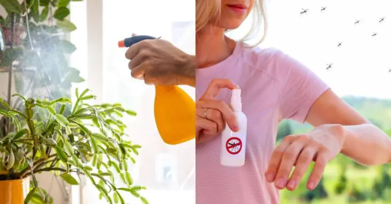 Cómo preparar un potente y efectivo spray de cúrcuma ¡es repelente e ...