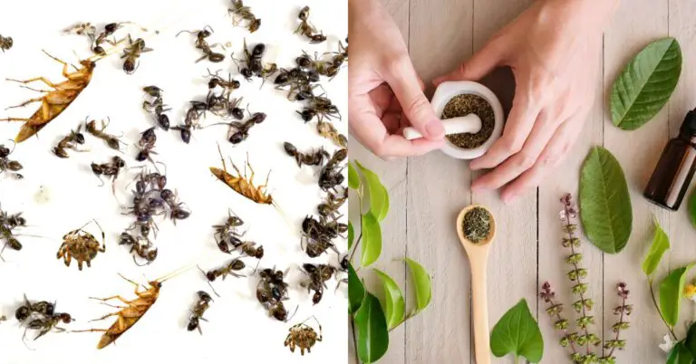 La receta del insecticida natural más poderoso para la casa: rocíe un ...