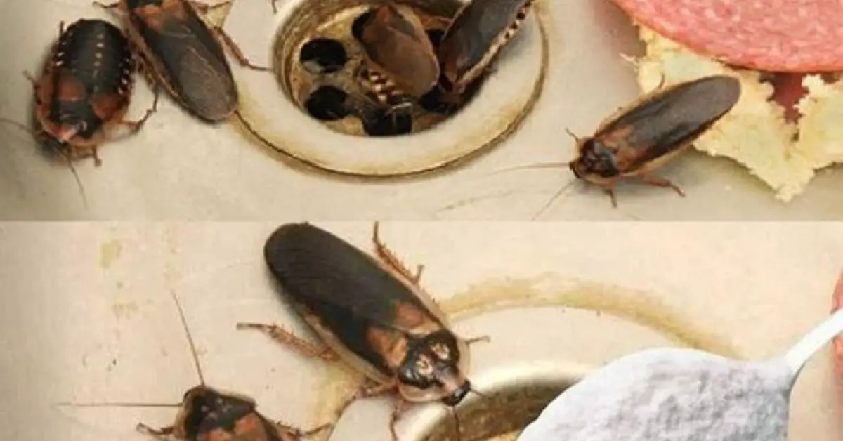 Cómo deshacerse de las pulgas, hormigas y cucarachas de tu hogar para siempre con este preparado ...