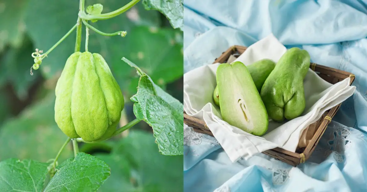 Cómo cultivar cayote en casa fácilmente | Raza Folklorica!