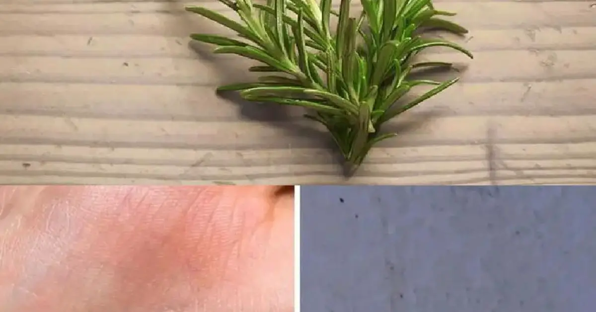 Como acabar con las garrapatas y pulgas dentro de la casa y el patio ... Como acabar con las garrapatas y pulgas dentro de la casa y el patio ...
